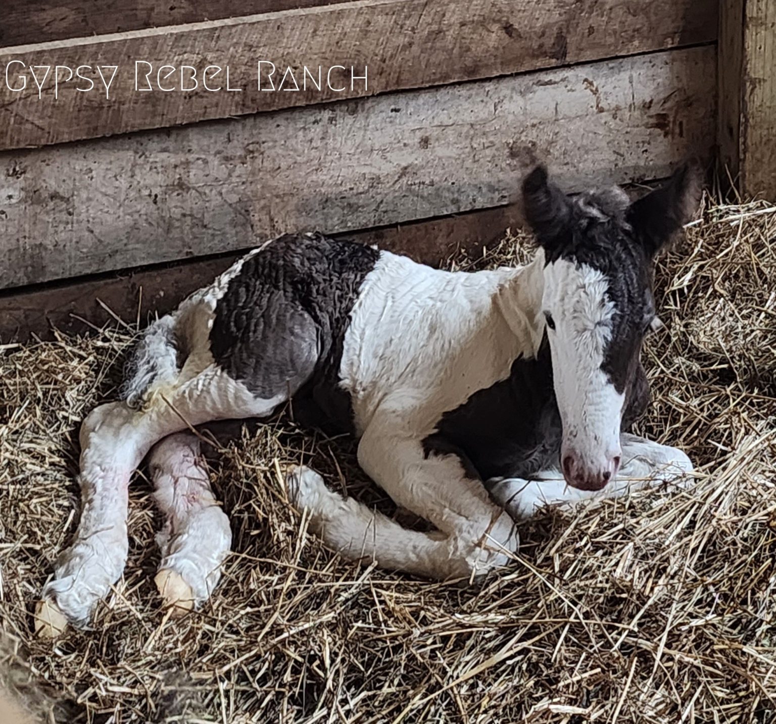 Gypsy Rebel Ranch – Gypsy Vanner Horses