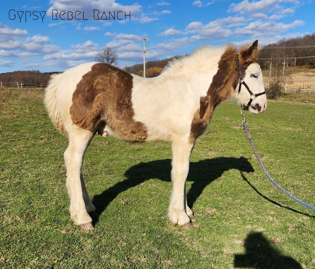 For Sale – Gypsy Rebel Ranch